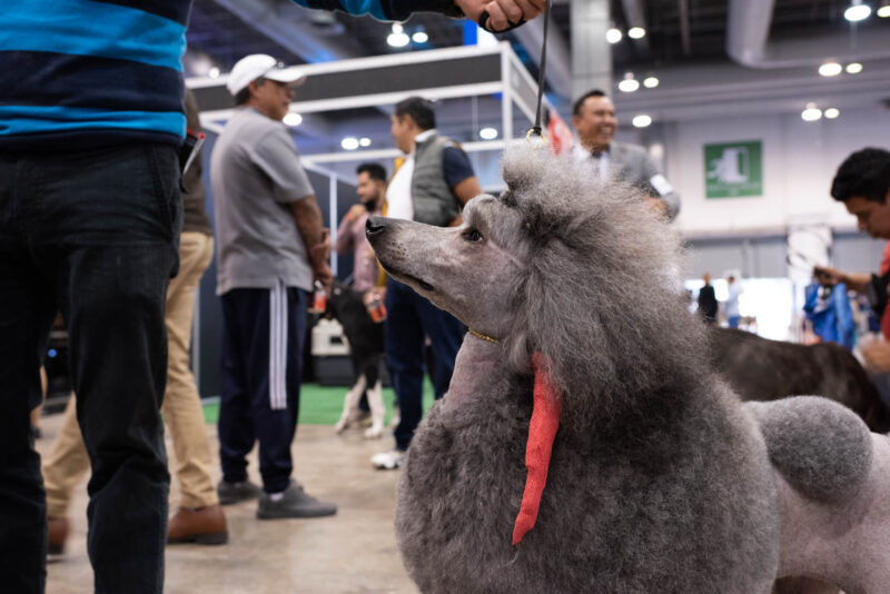 Perros. La romantización del sometimiento. – Clamor de Libertad